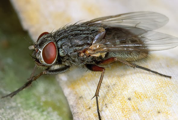 Super Bronus: A mosca cospe na comida e só tem 30 dias de vida: saiba ...