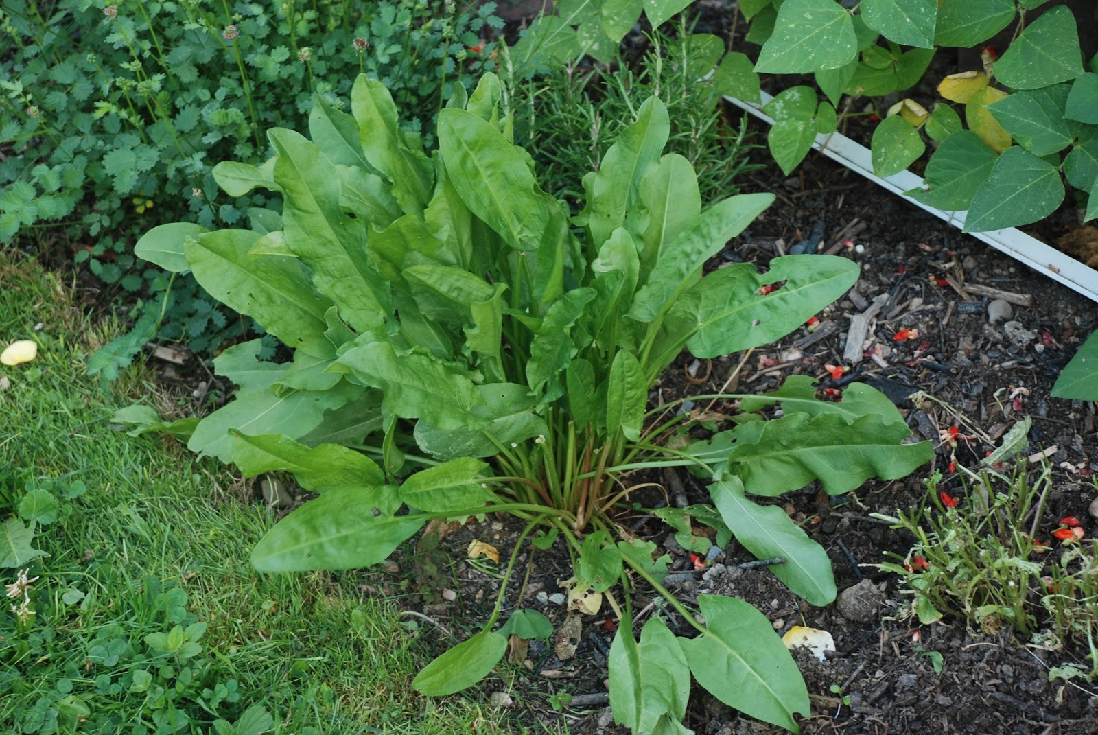 Bickenbach Blumen: Sauerampfer