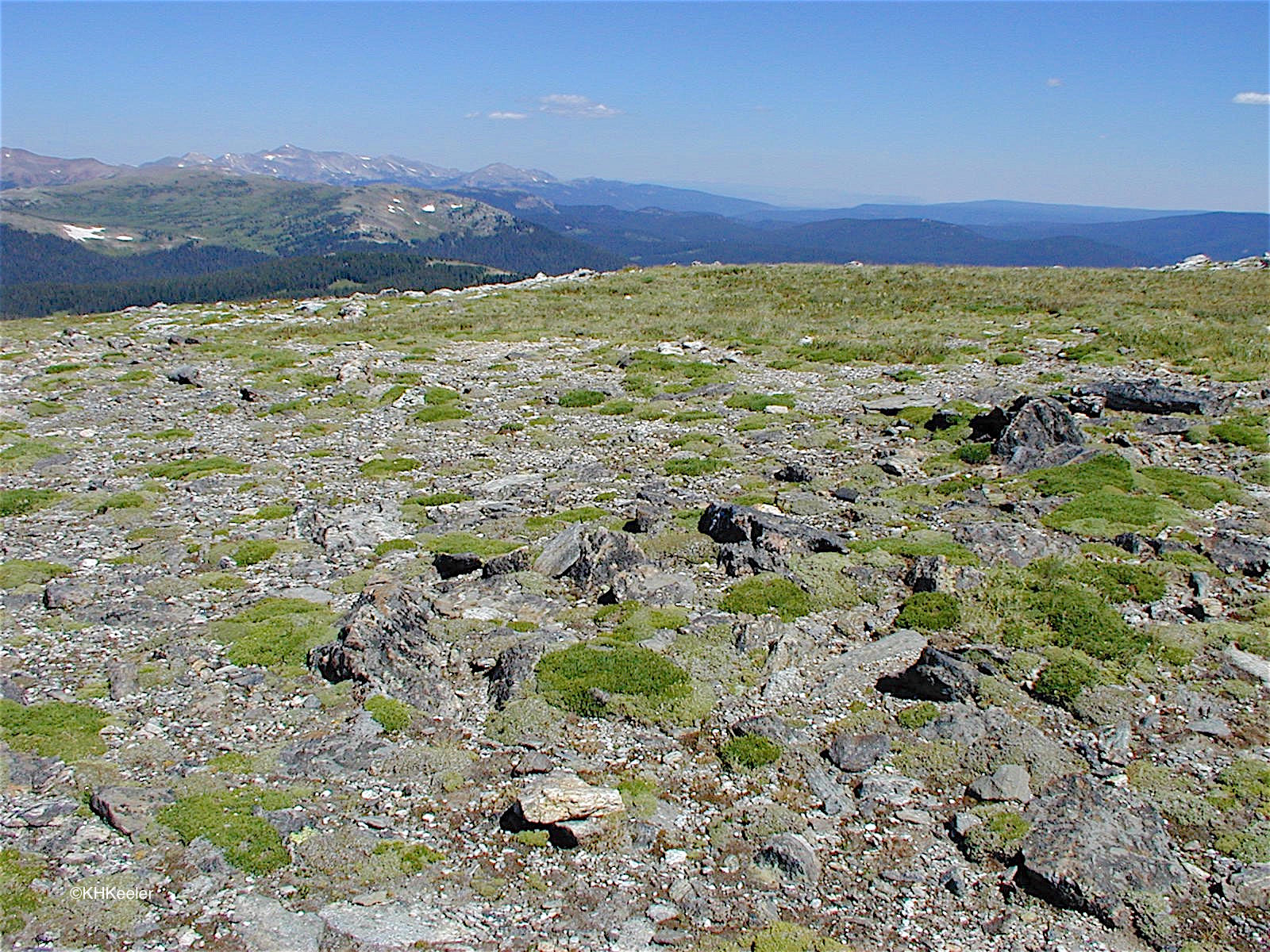 A Wandering Botanist: Alpine Tundra in Northern Colorado