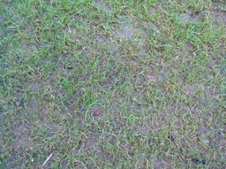 Is Compacted Soil Hurting My Lawn? - Best Manual Lawn Aerator