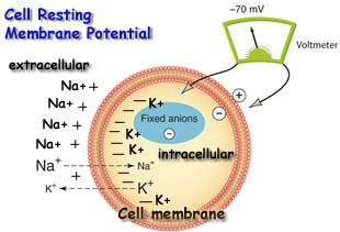 EXAMS AND ME : Resting Membrane Potential