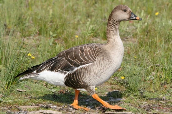 Birds and Their Habitats: January 2013