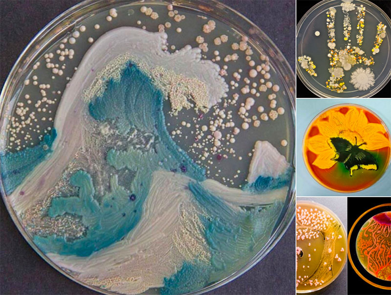 BioeducArte: ¿Arte Microbiano? Una forma de hacer ciencia artísticamente