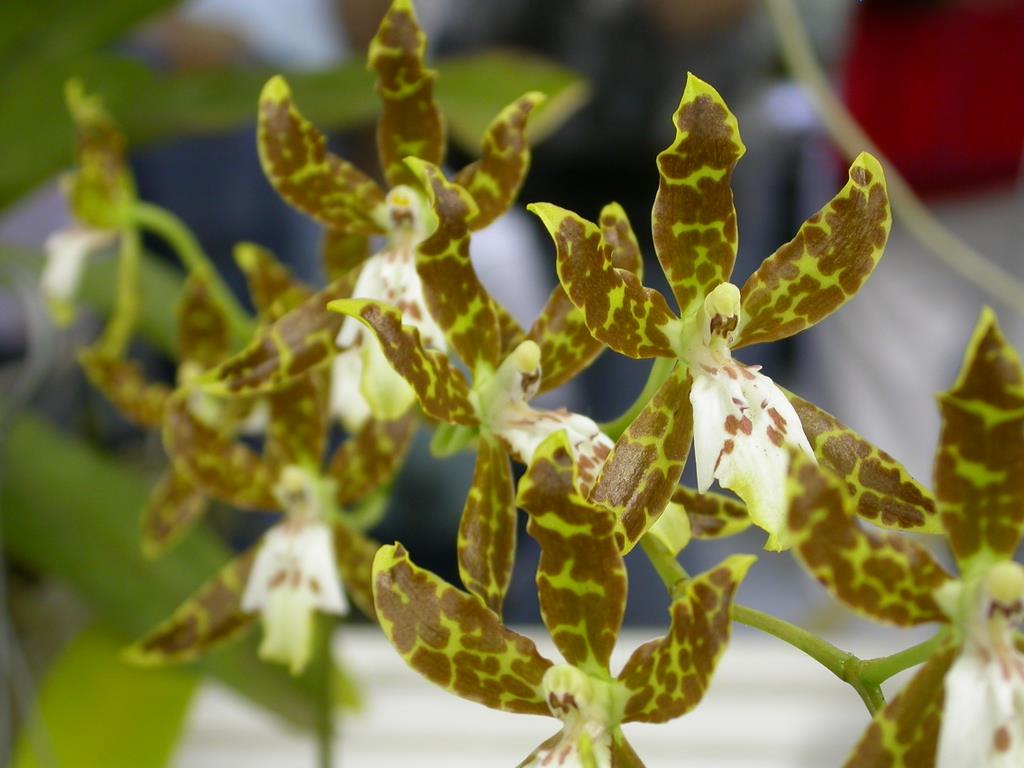 Orchids
