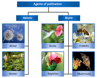 AKSHARA YOUR TRUE EXAM PARTNER: Pollination by honeybees