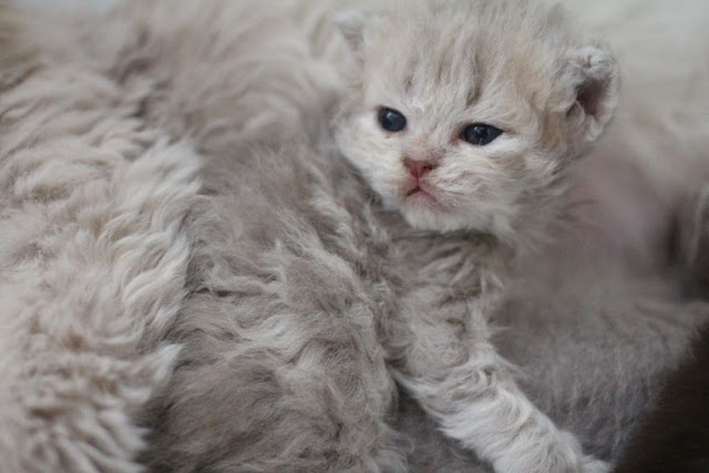 Inspiração: gatíneos cacheados - Ondulândia