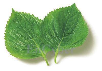 Ingredientes: Kenip, folha de gergelim