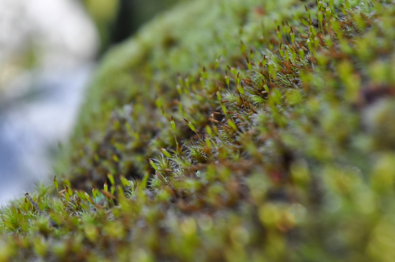 Forest Forestal: Musgo