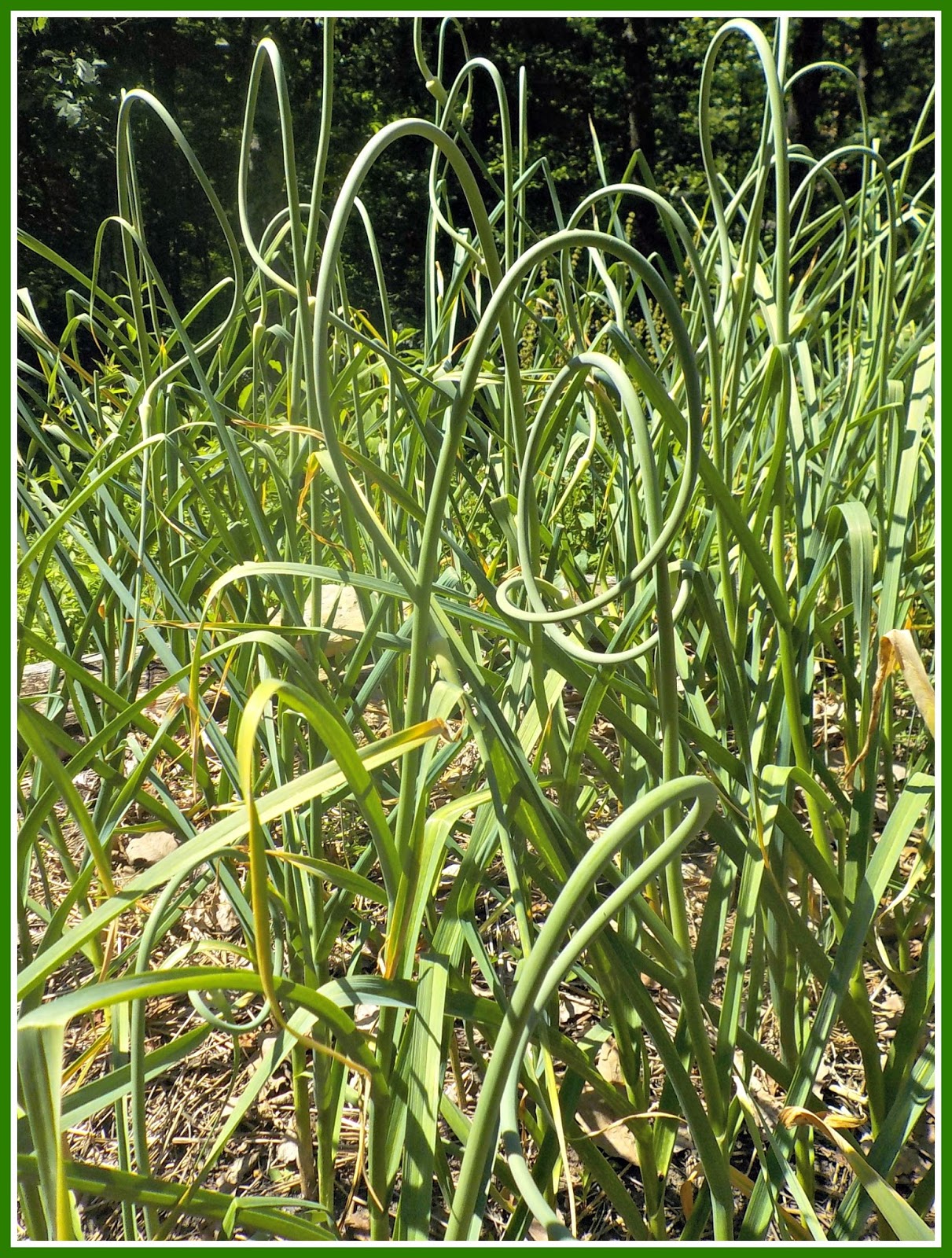 Healing Woman: GARLIC QUEEN HARVEST!