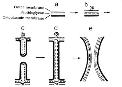 Reproduction in Bacteria by Binary Fission (steps) ~ Biotechfront
