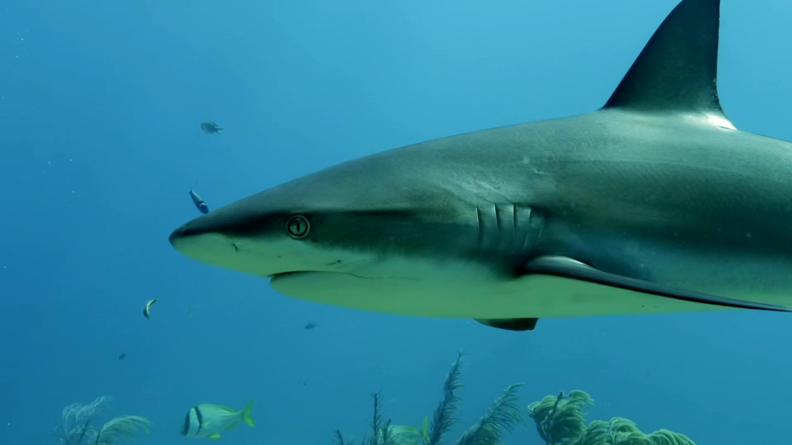 Asadal: BBC Blue Planet Revisited 1/2: A Sharks Tale (2020)