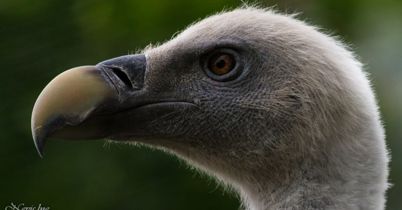 Gros plan sur un vautour