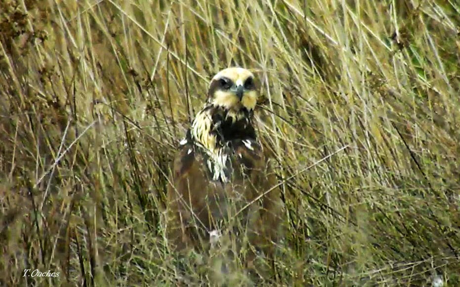 PASARI DIN ROMANIA: ERETE DE STUF, Circus aeruginosus