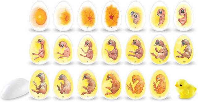 Art with Mrs. Elliott : Hatching Chicks For JJ Flynn Elementary School