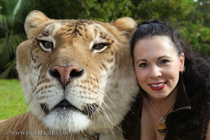 Biologia-Vida: Ligre: o gigante híbrido de tigre e leão / Liger: the ...