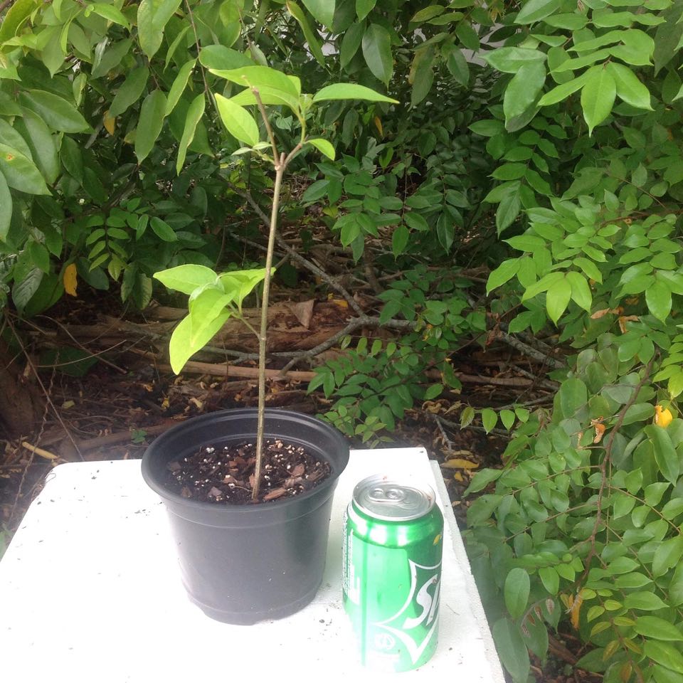 Cactus Kitten Garden