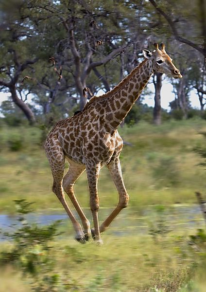 Encyclopedia: Giraffe Running