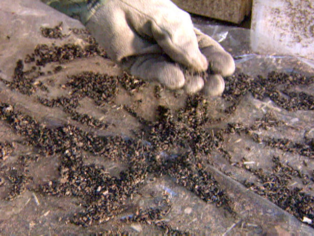 INFORMATICA: EL GUANO Y SU INDUSTRIA QUIMICA