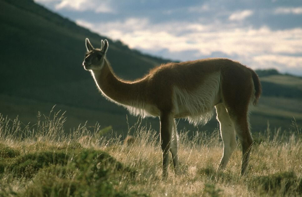 The Guanaco | The Wildlife