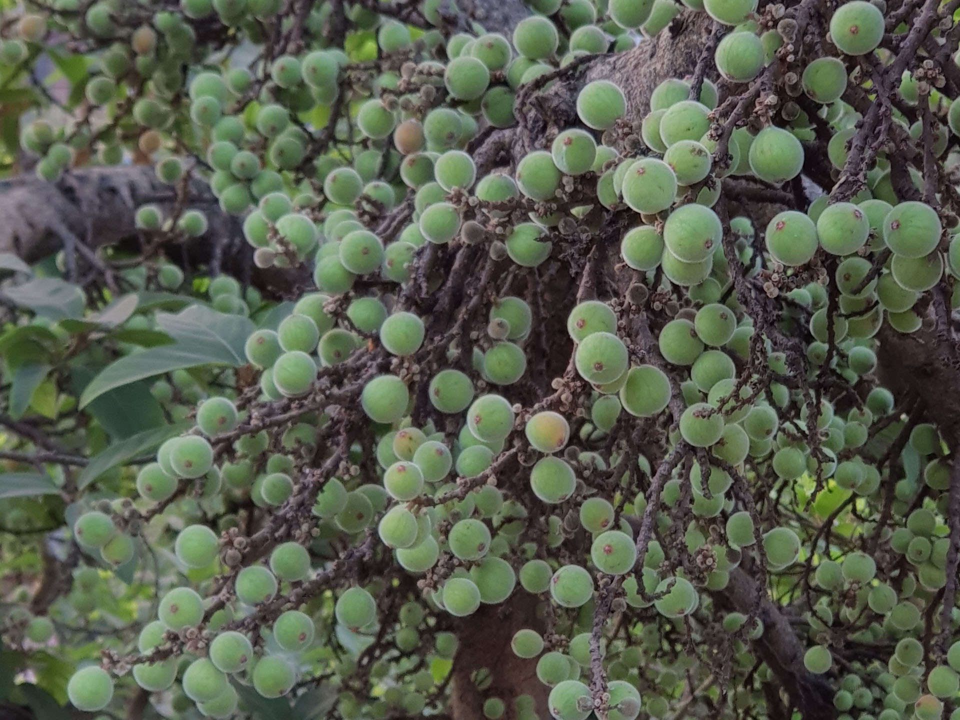 quasiLog: The Udumbara (Audumbar)