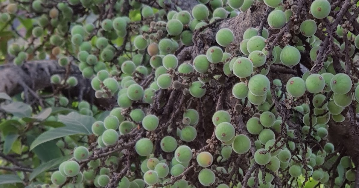 quasiLog: The Udumbara (Audumbar)