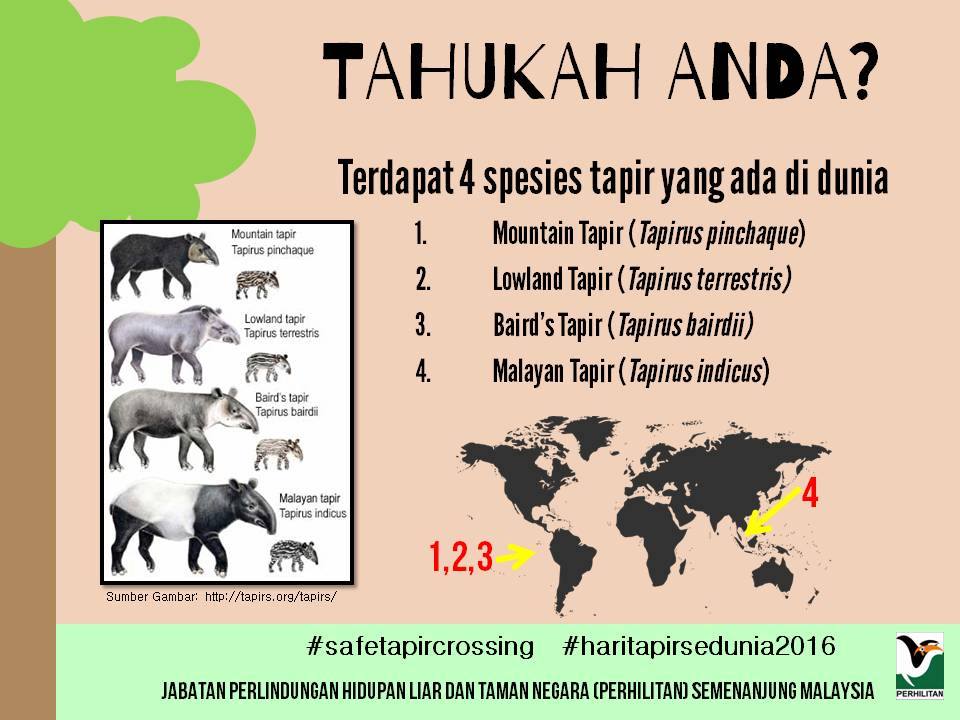 Cipan, Tapir & Tenuk (C++): 2016