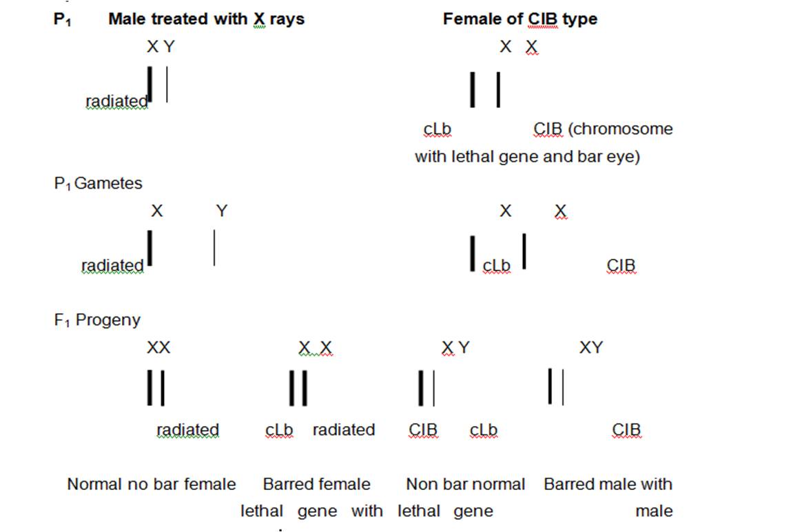 Animal Genetics 2020: Mutation