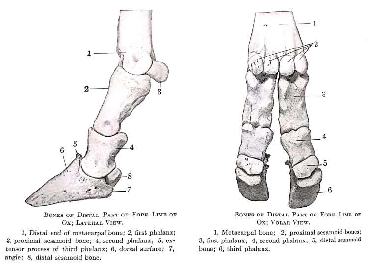 Digits of Forelimb | Gross Anatomy | Anjani Mishra