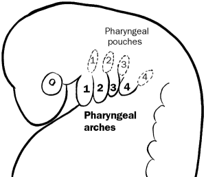 Medical Science Made Easy: Pharyngeal Pouches Derivatives at a glance