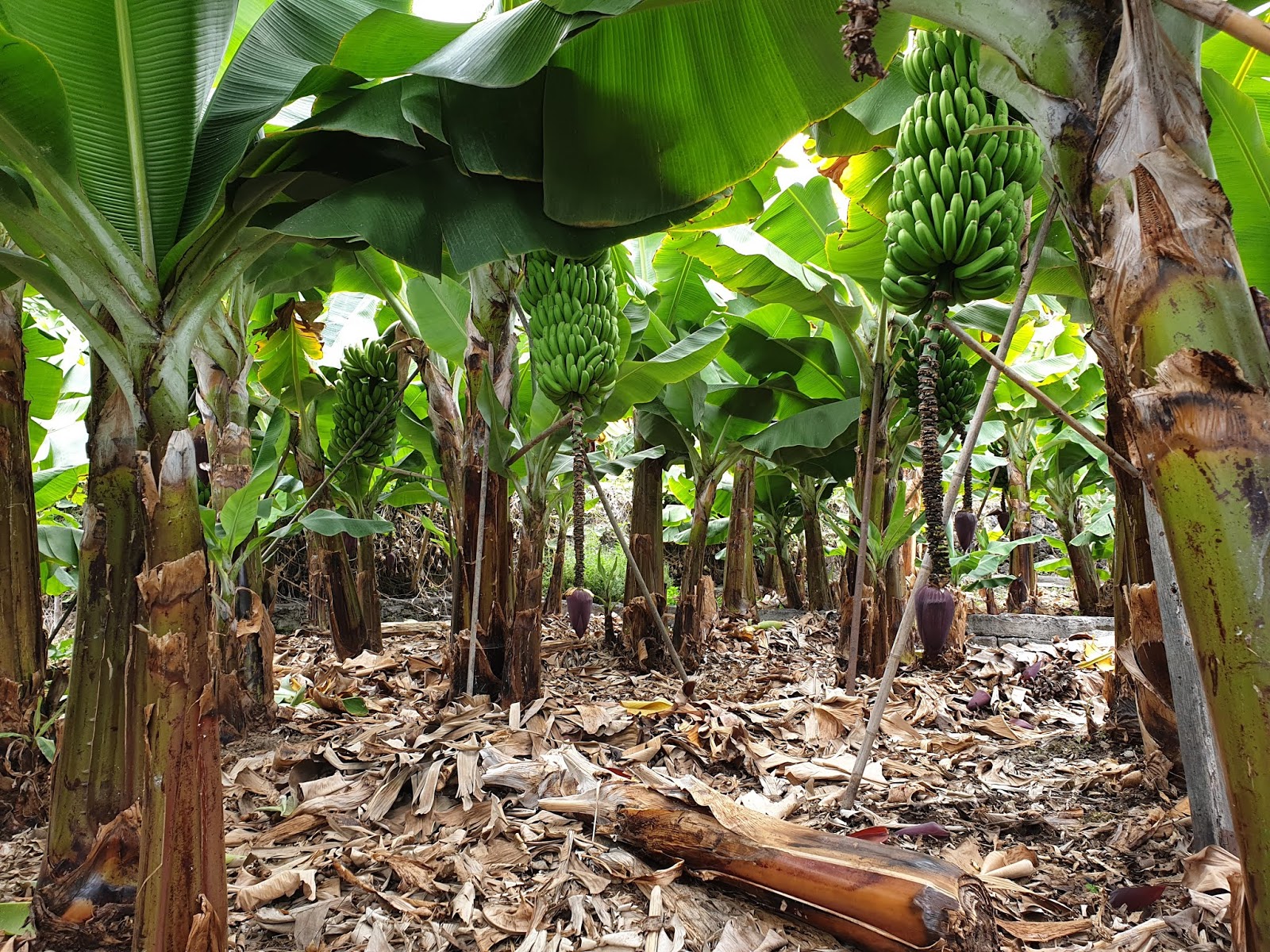 Invernadero y Huerto Ecológico del Sistema de Sanación Tinerfe ...