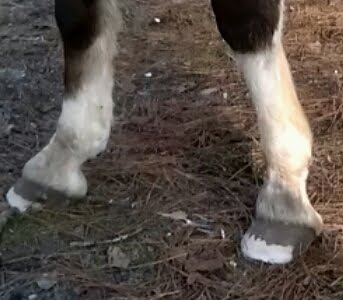 Shadowlake Farm: Mule Hooves Versus Horse Hooves