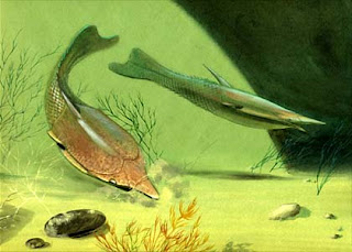 Life Before the Dinosaurs: Pteraspis.