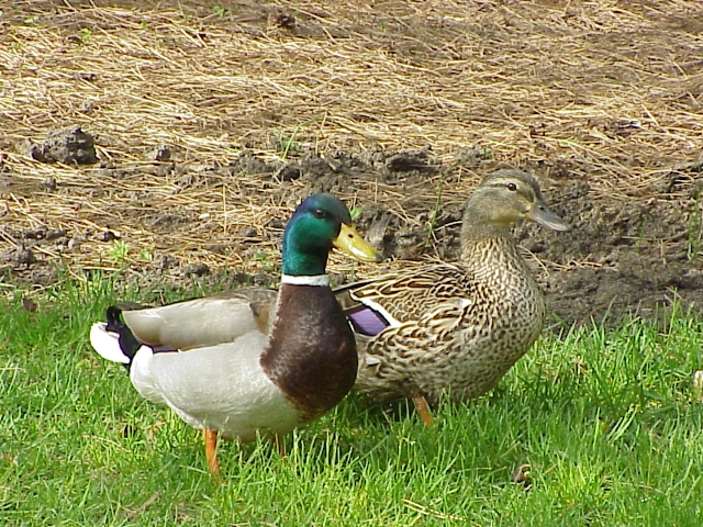 The Marrow of Life: Duke and Daphne the Dating Ducks