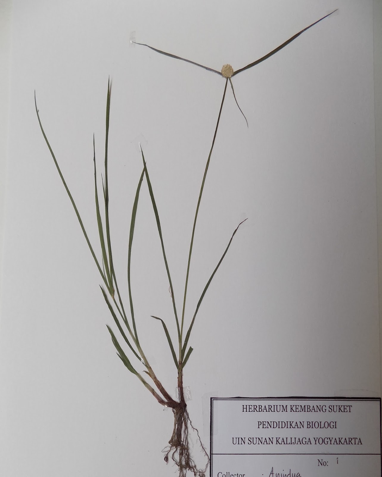 Cyperus Kyllingia