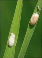 CARA PENGENDALIAN HAMA SUNDEP / BELUK ( PENGGEREK BATANG PADI ) | AGRINEWS