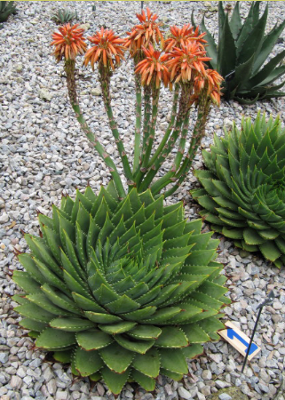 How to Grow and care for spiral aloe (Aloes)