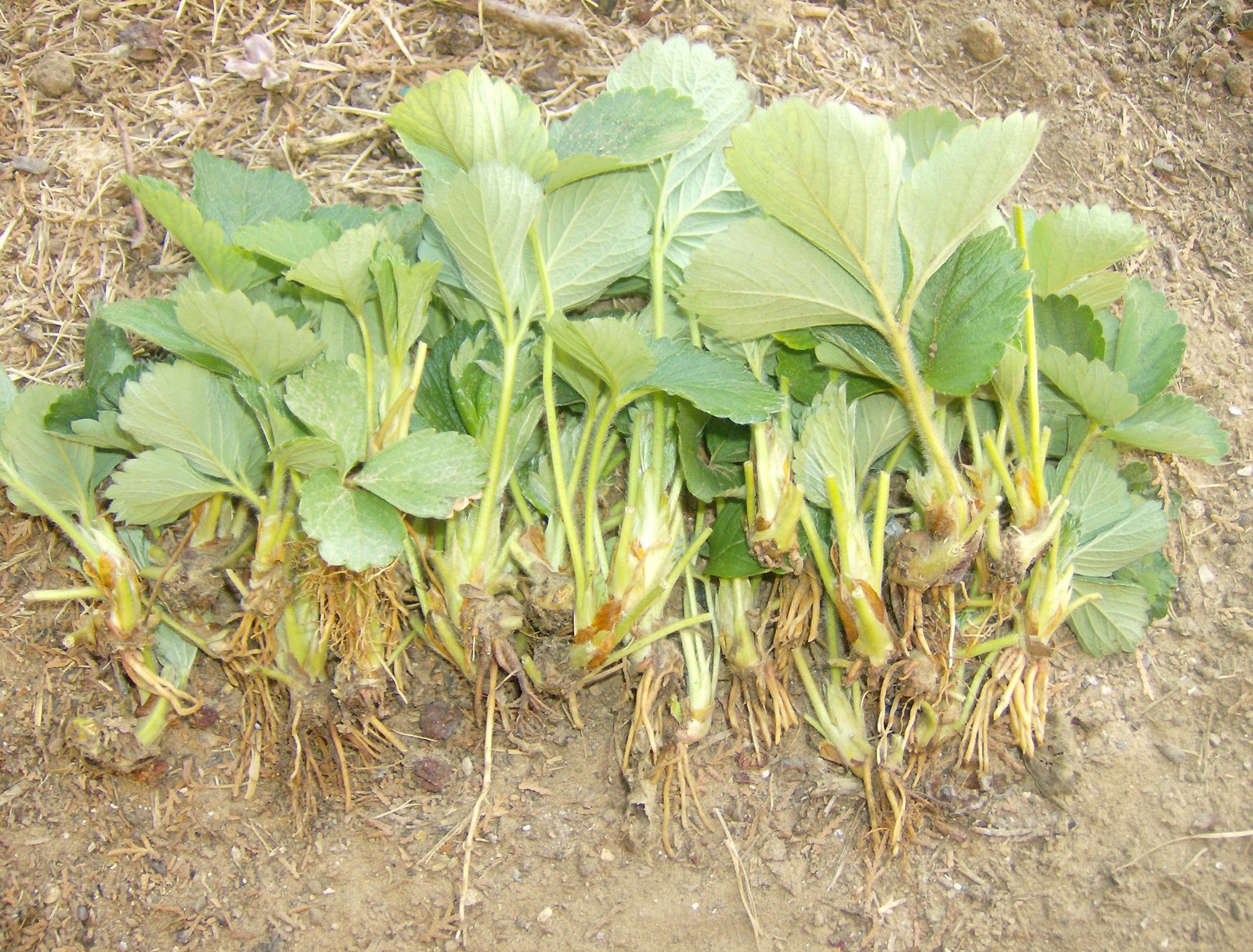 El huerto del Lopez: LA RECOGIDA DE ESTOLONES DE FRESAS