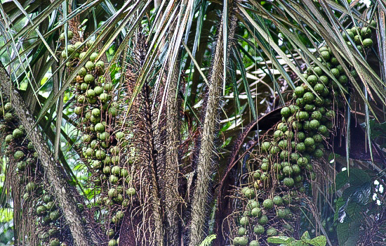 outempobom: Tucum (Bactris setosa)