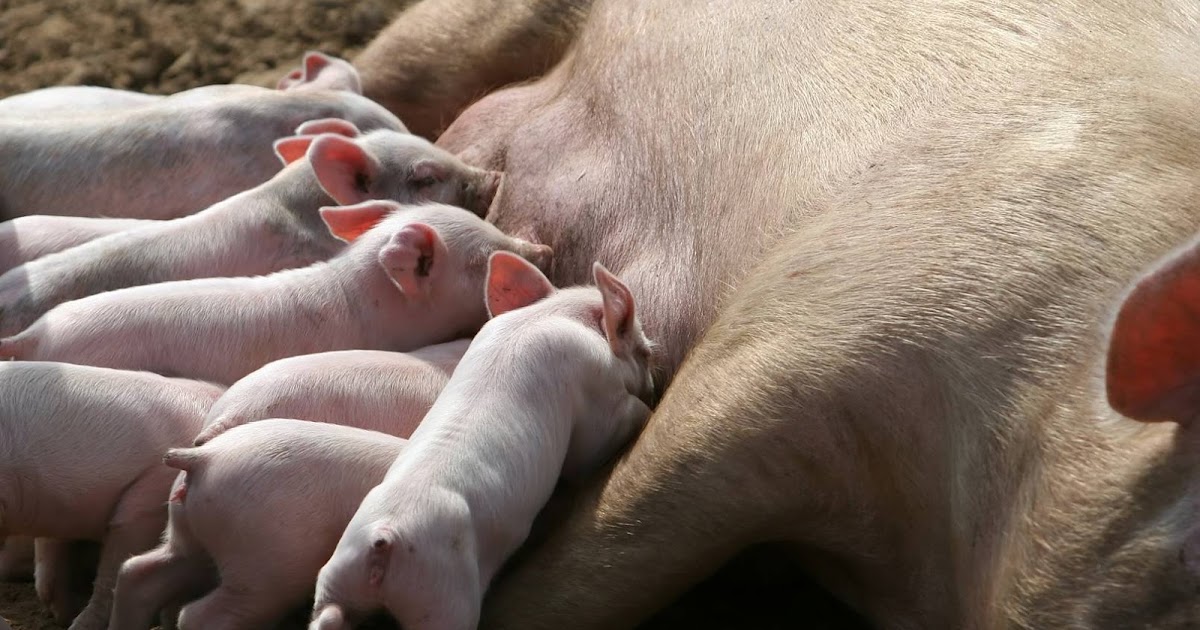 The Global Miller: 14/06/2018: Improving diet palatability to stimulate ...