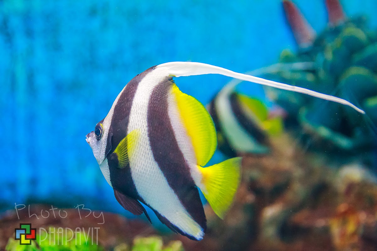 ปลาหมอทะเลยักษ์ พิพิธภัณฑ์สัตว์น้ำบางแสน - ที่เที่ยวบล็อก