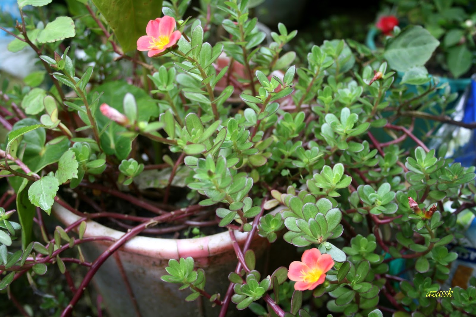 Calm-Sojourner: Flowers from Mizoram