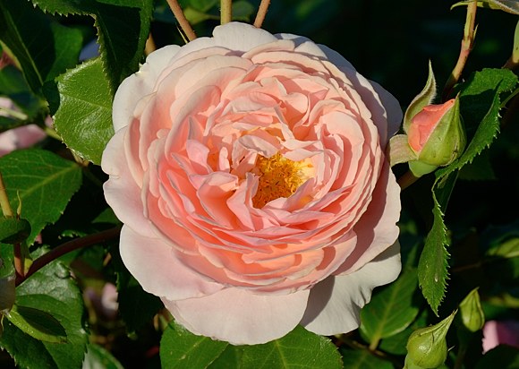 522 Elizabeth Stuart - РОЗЫ В МИНСКЕ! Саженцы, посадка, уход!