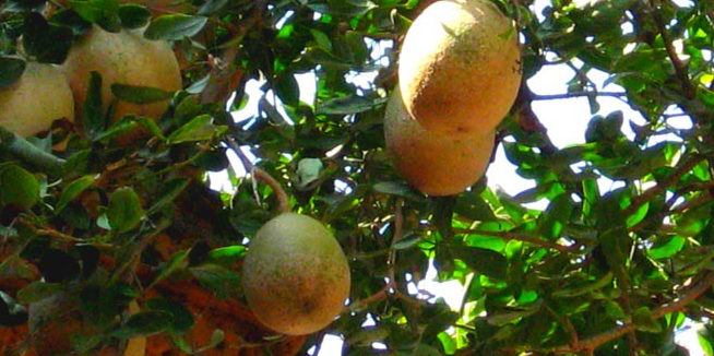 Bel Ek Mahatvapurn Aayurvedic Fal | बेल एक महत्वपूर्ण आयुर्वेदिक फल ...