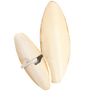 pasari-exotice.blogspot.com: Cinteza australiana zebrata (Zebra Finch)