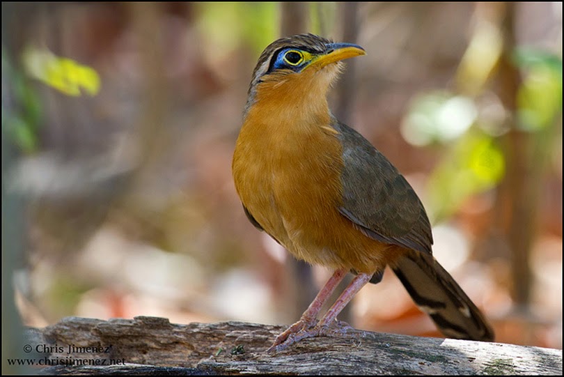 Bellas Aves de El Salvador: Morococcyx erythropygus (cuclillo terrestre ...