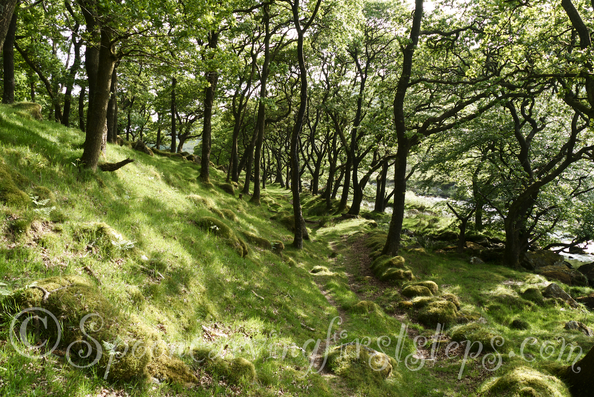Jon Mac.Spoon Carving First Steps: Camping Now and Then.