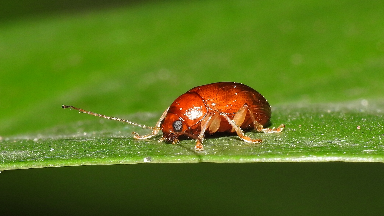 台灣-鳥類與昆蟲-自然觀察記錄: 褐金卵猿金花蟲 Colaspoides persicariae