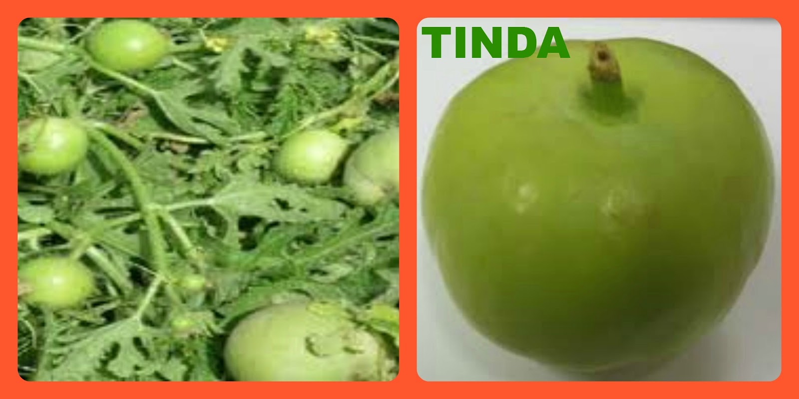 USHA'S KITCHEN: The Tinda, also called Indian round gourd or apple ...