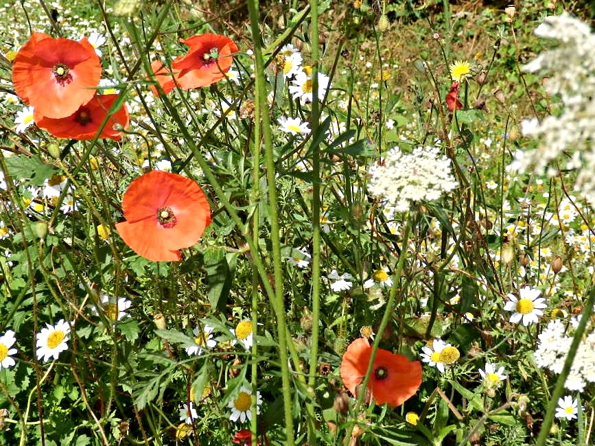 Mike's Cornwall: The Village of Polgooth, Cornwall