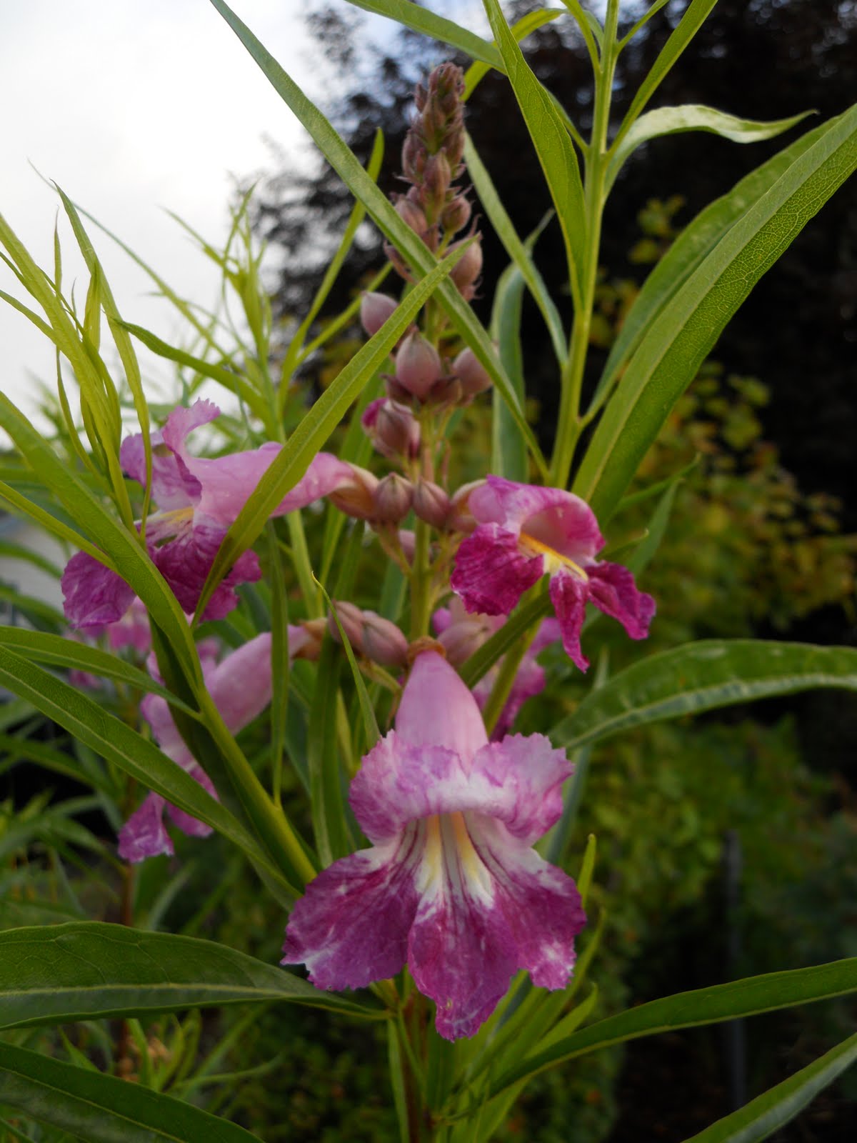 Beech Street Gardens: The Snapdragon Tree